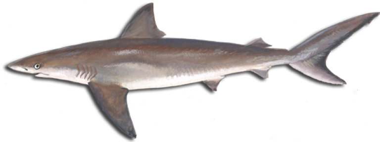 Sharks – Marine Fishes of Georgia