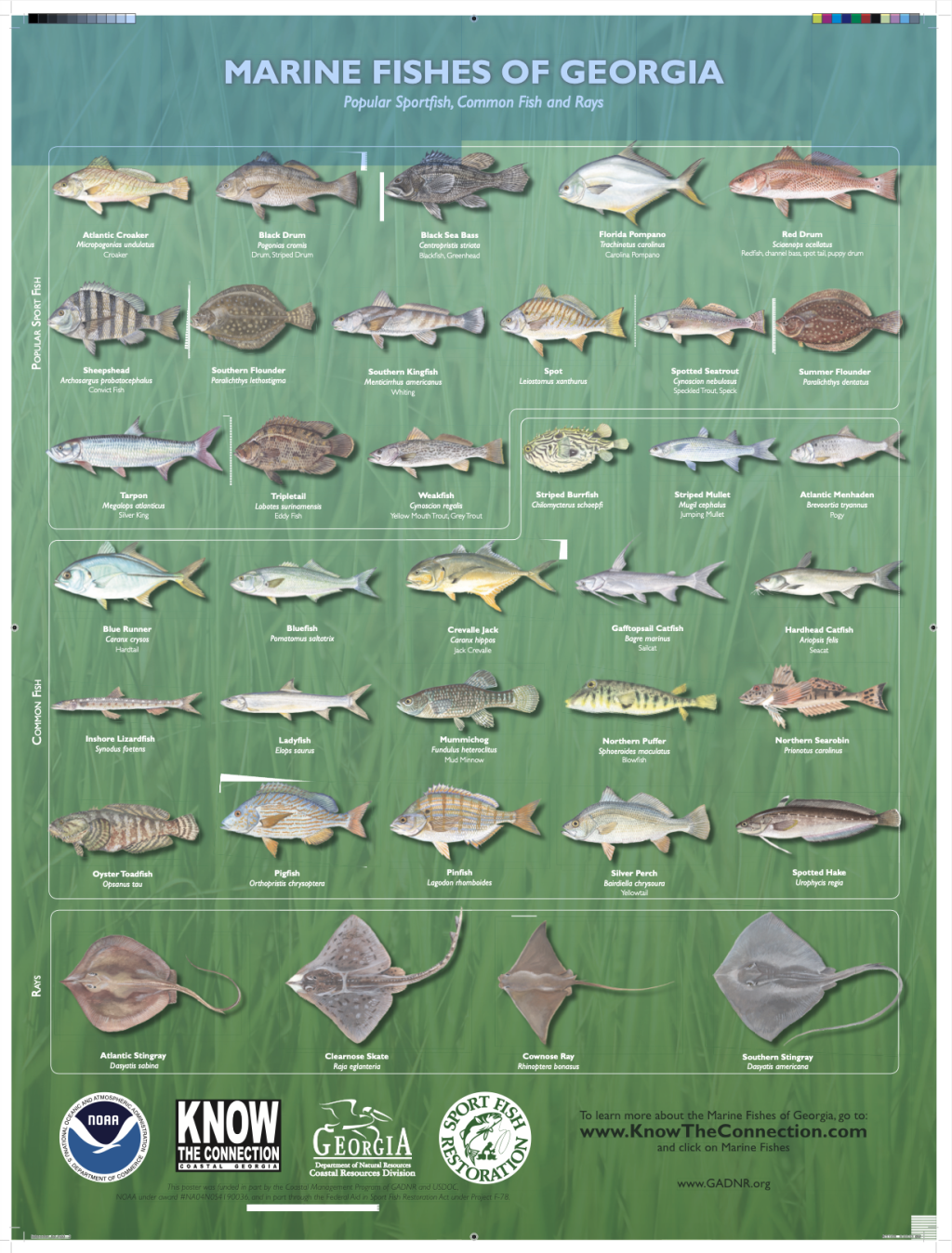 Atlantic Croaker – Marine Fishes of Georgia