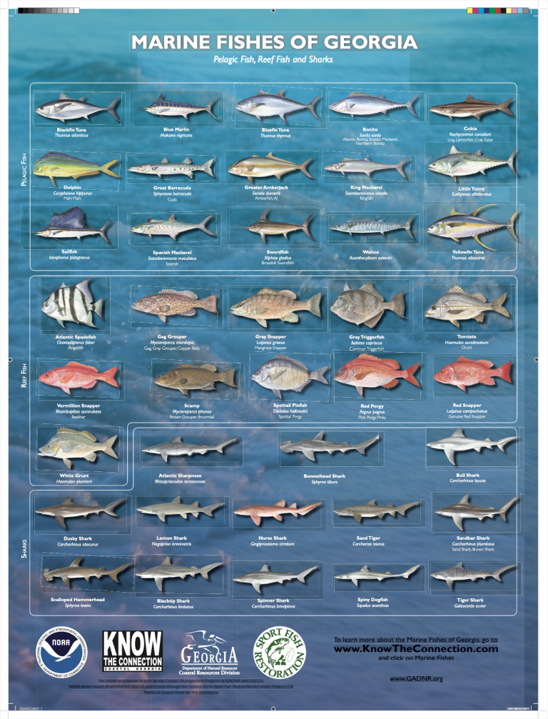 Atlantic Croaker – Marine Fishes of Georgia